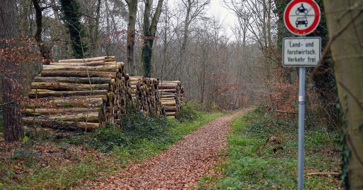 Wer übernimmt die Forsteinrichtung für den Gemeindewald?
